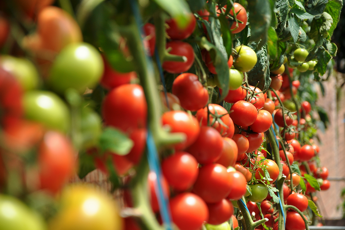 “Defending European tomatoes is defending Europe”