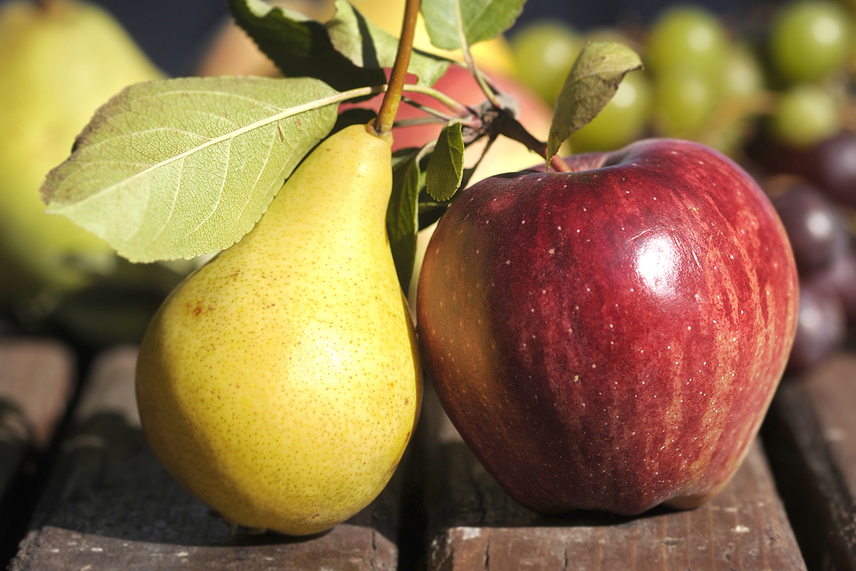 South Africa lifts 2025 citrus and fruit export volumes