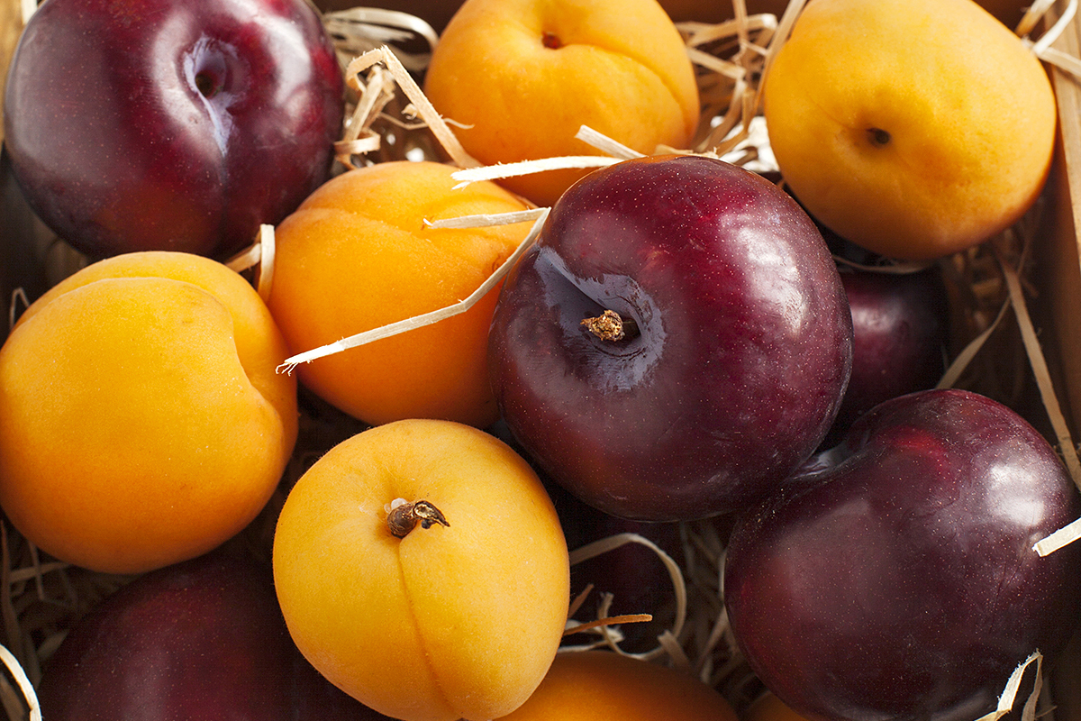 Uzbekistan and Poland’s Green Crops discuss fruit and vegetable exports ...