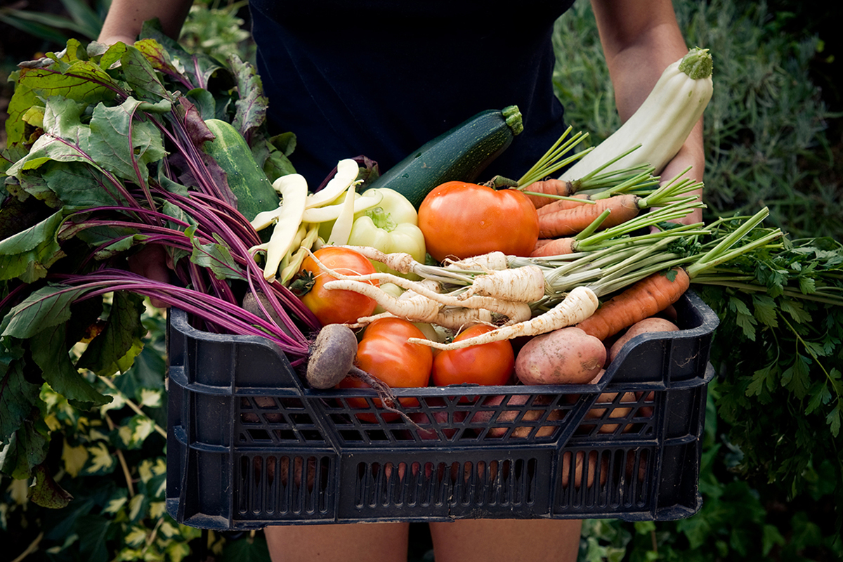 Vegetable farming in Ukraine: Average payback period is five years ...