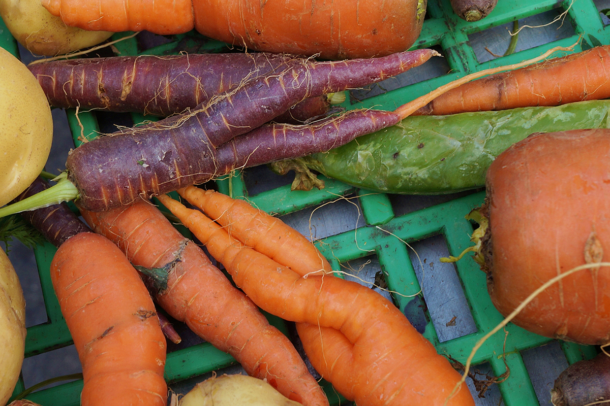 Artichoke and carrot byproducts have notable prebiotic potential