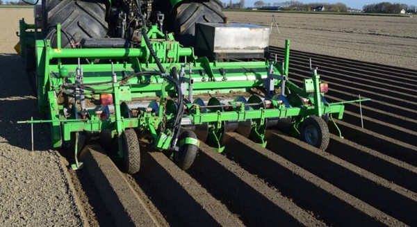 Uien telen in verhoogde bedden en op ruggen