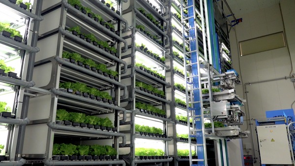 Japan: Operating rate of 99% in large-scale automated farm