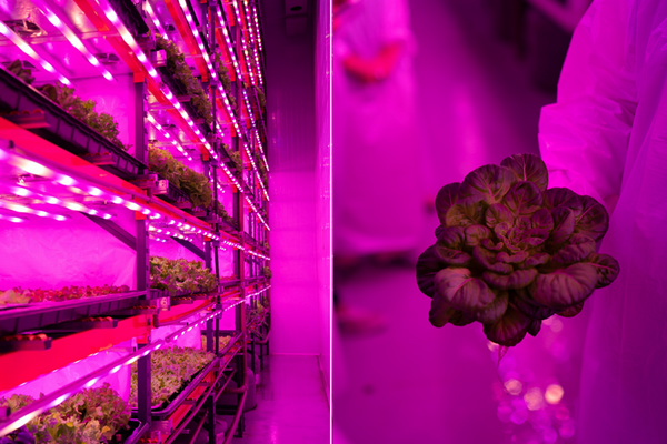 Brazil: Pink Farms has big expansion plans for the upcoming years