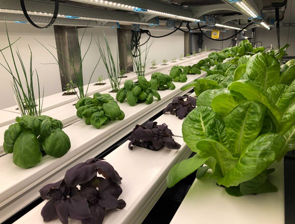 "Our expertise lies in the ‘brains’ of hybrid vertical farming technology"
