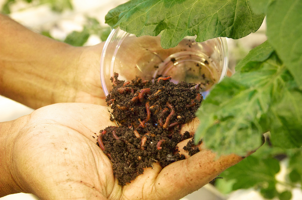 Building resilient indoor farms with earthworms, fungi and beneficial ...