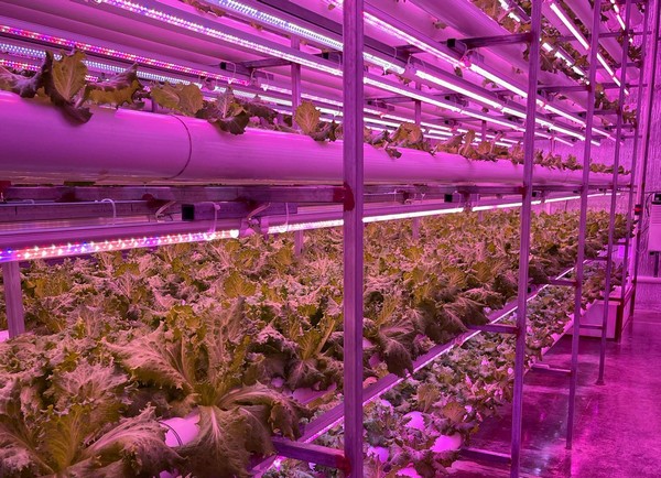 Bringing sustainable aquaponic farming to feed and educate Puerto Rican ...