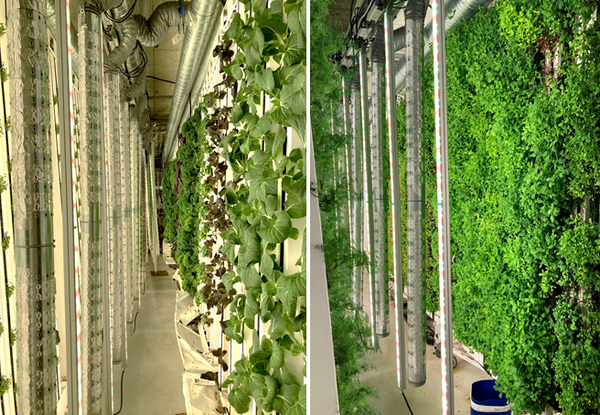Mälardalen University and Swegreen advancing spectral imaging in ...