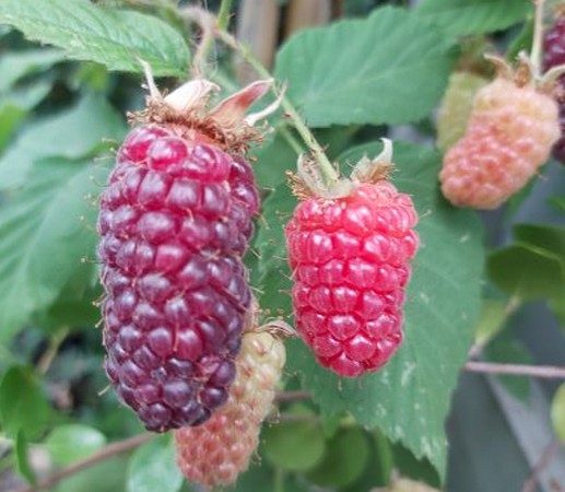 Two new pink launches from Genesis Plant Marketing