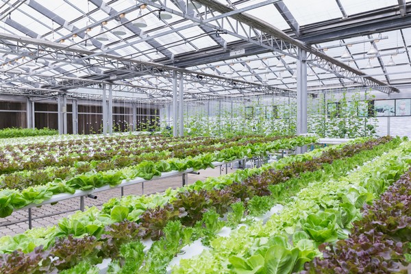 China unveils protected cropping development plan