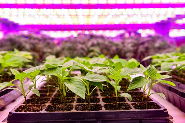Crops grown without sunlight could help feed astronauts