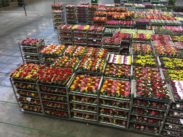 India: Bloom with joy at Asia’s largest flower market in Kolkata