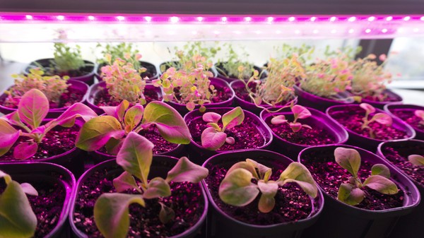From indoor farming to alternative proteins