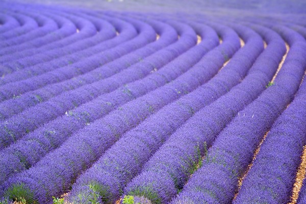 India: How lavender cultivation is helping Kashmir growers