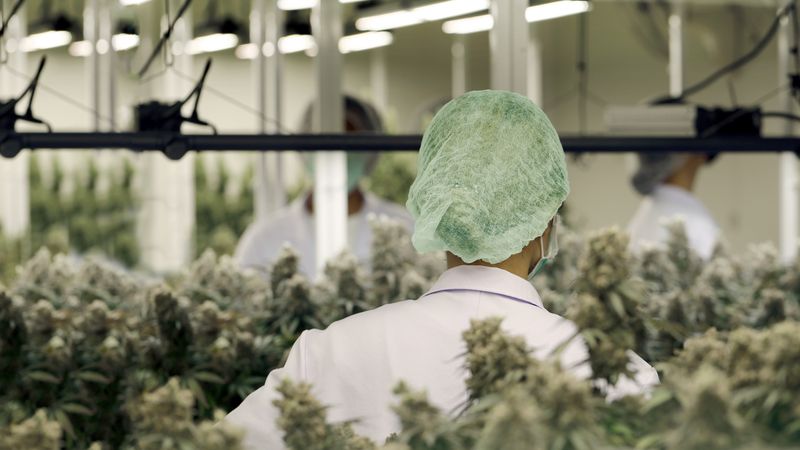 US (IL): Huntley cannabis craft grow hopes to start next week