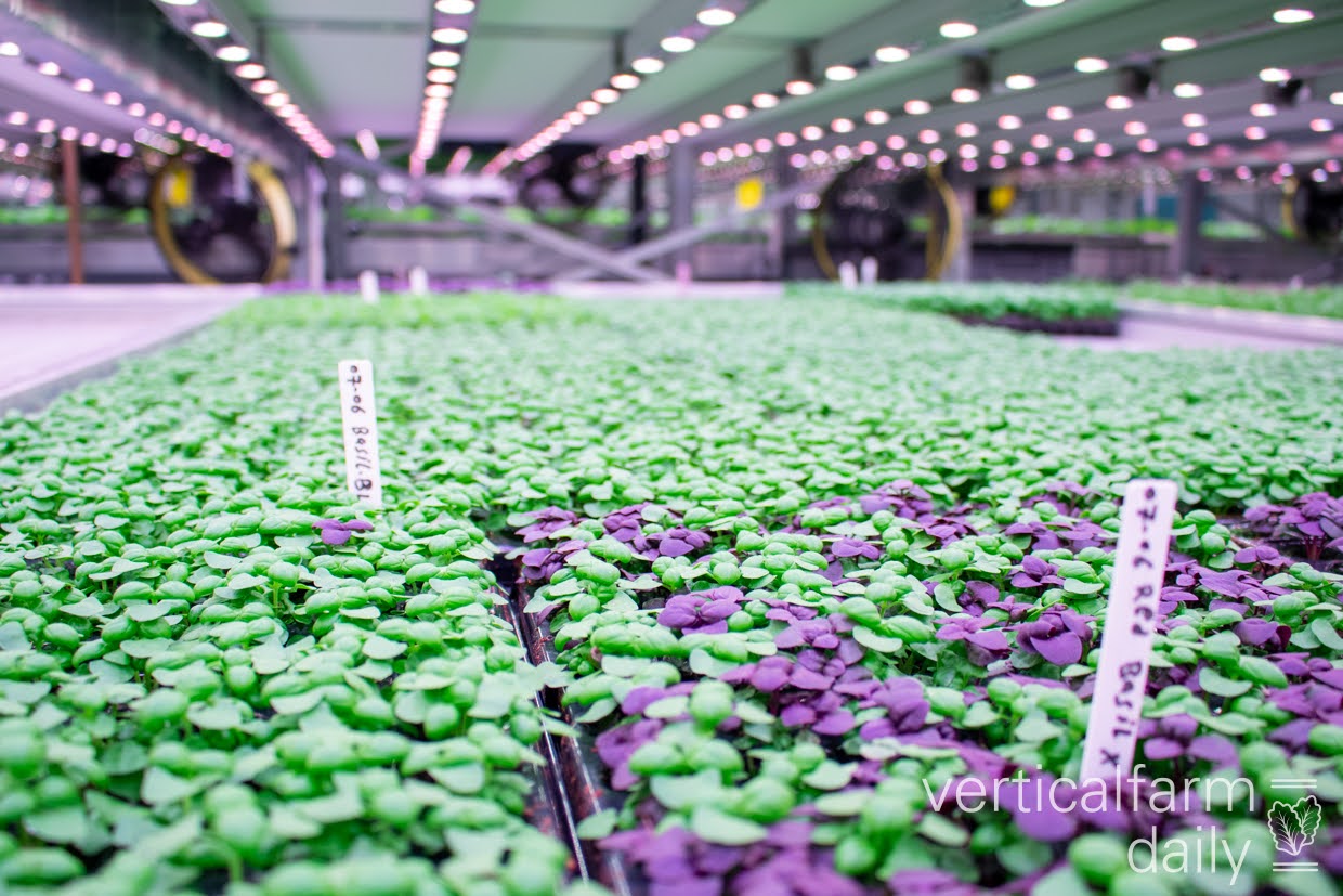 How to master the toughest microgreens