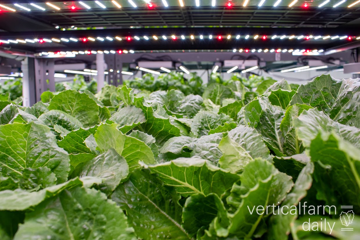 CAN: Changing the lettuce game from a shipping container