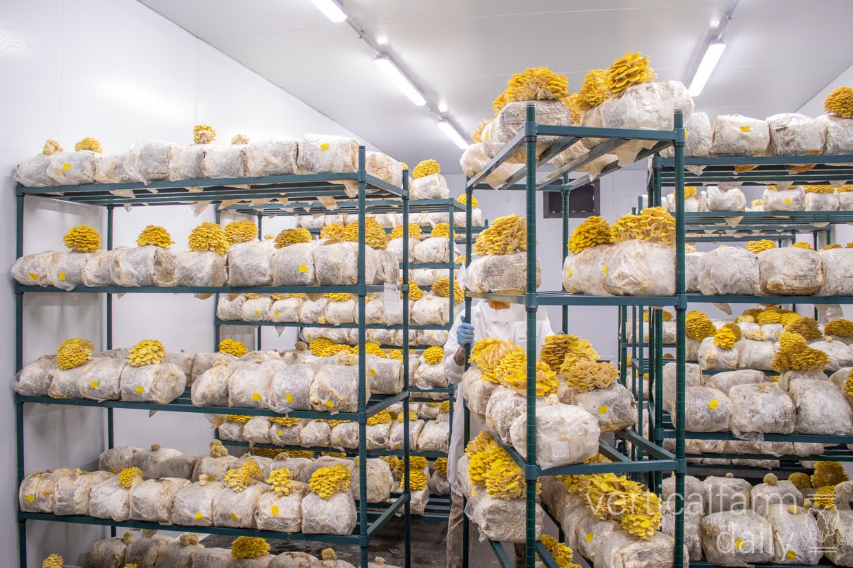 Scottish community mushroom farm launches in converted building at ...