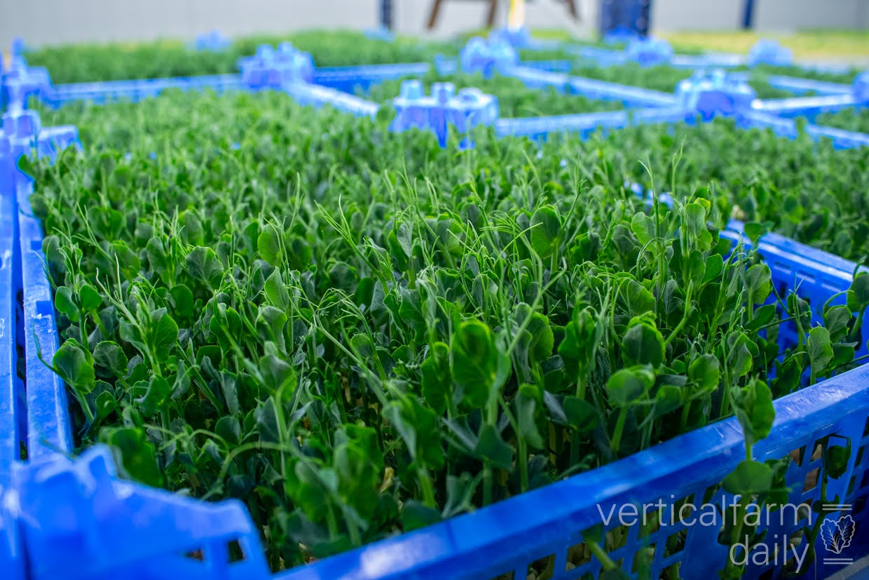 Growing fodder in hydroponics amidst fodder shortage