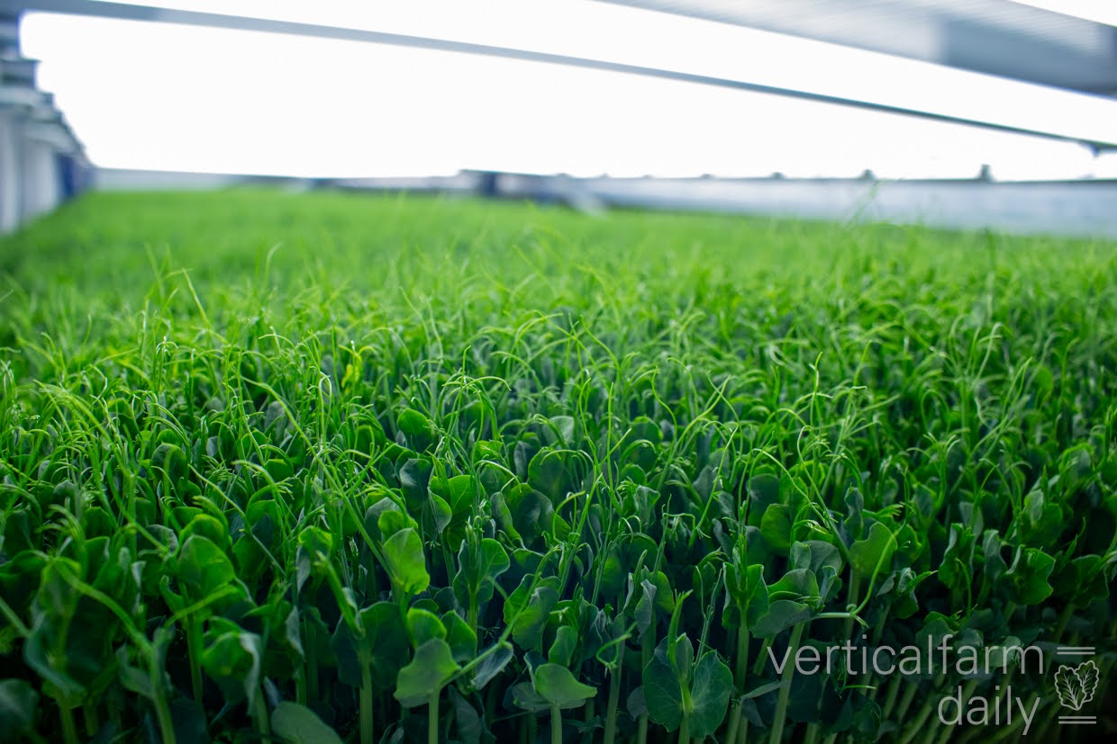 CAN: Off-grid hydroponic farm gets $305,000 in federal funding