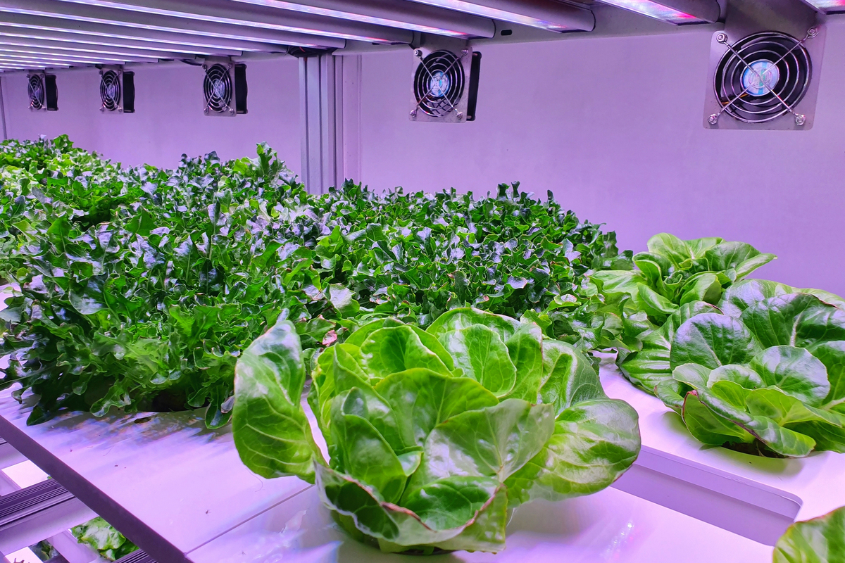 Comparing the LCA of field grown lettuce and vertically grown lettuce