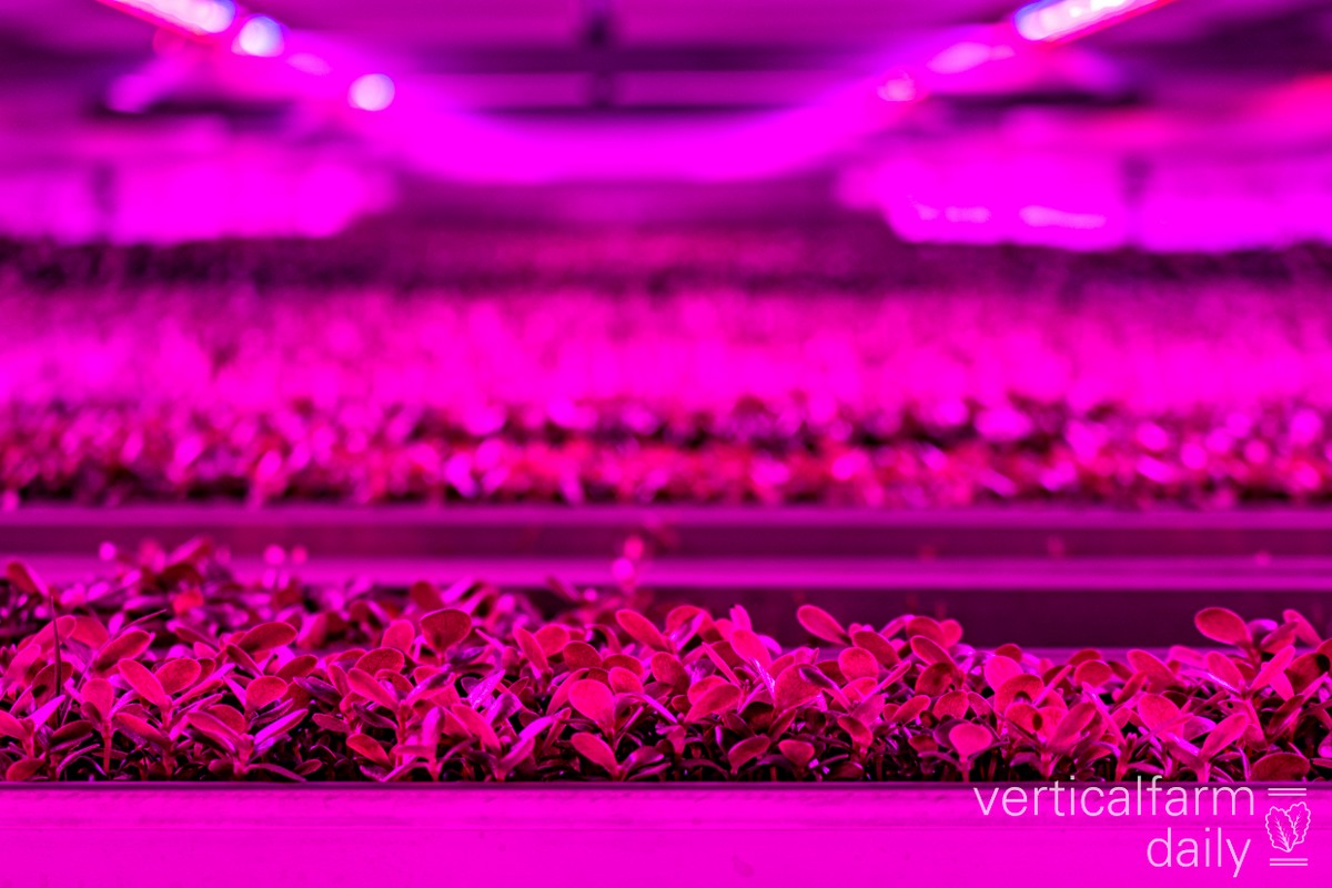 "The market potential for vertical farming is so significant"