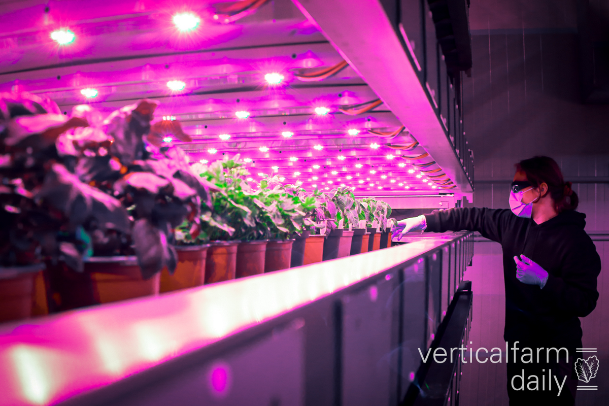 Canada: New training program for careers in vertical farming