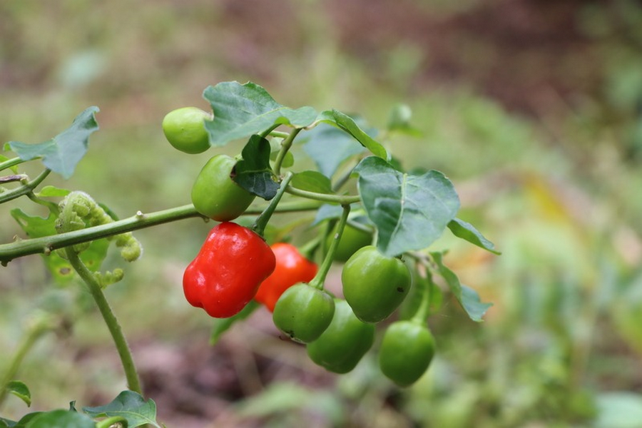 How watering volumes influence chilli growth