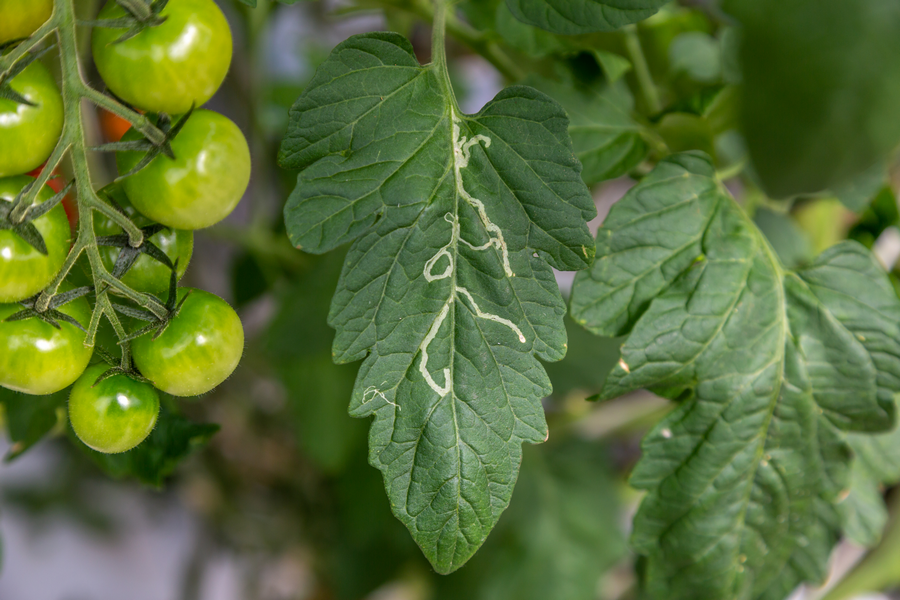 A new model to detect tomato leaf disease