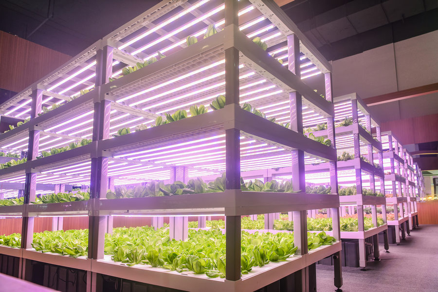 South Korean partnership aims to expand large-scale smart farms