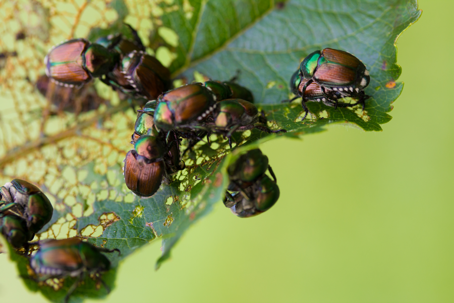 UK: New pest legislation to come into effect on 30 January