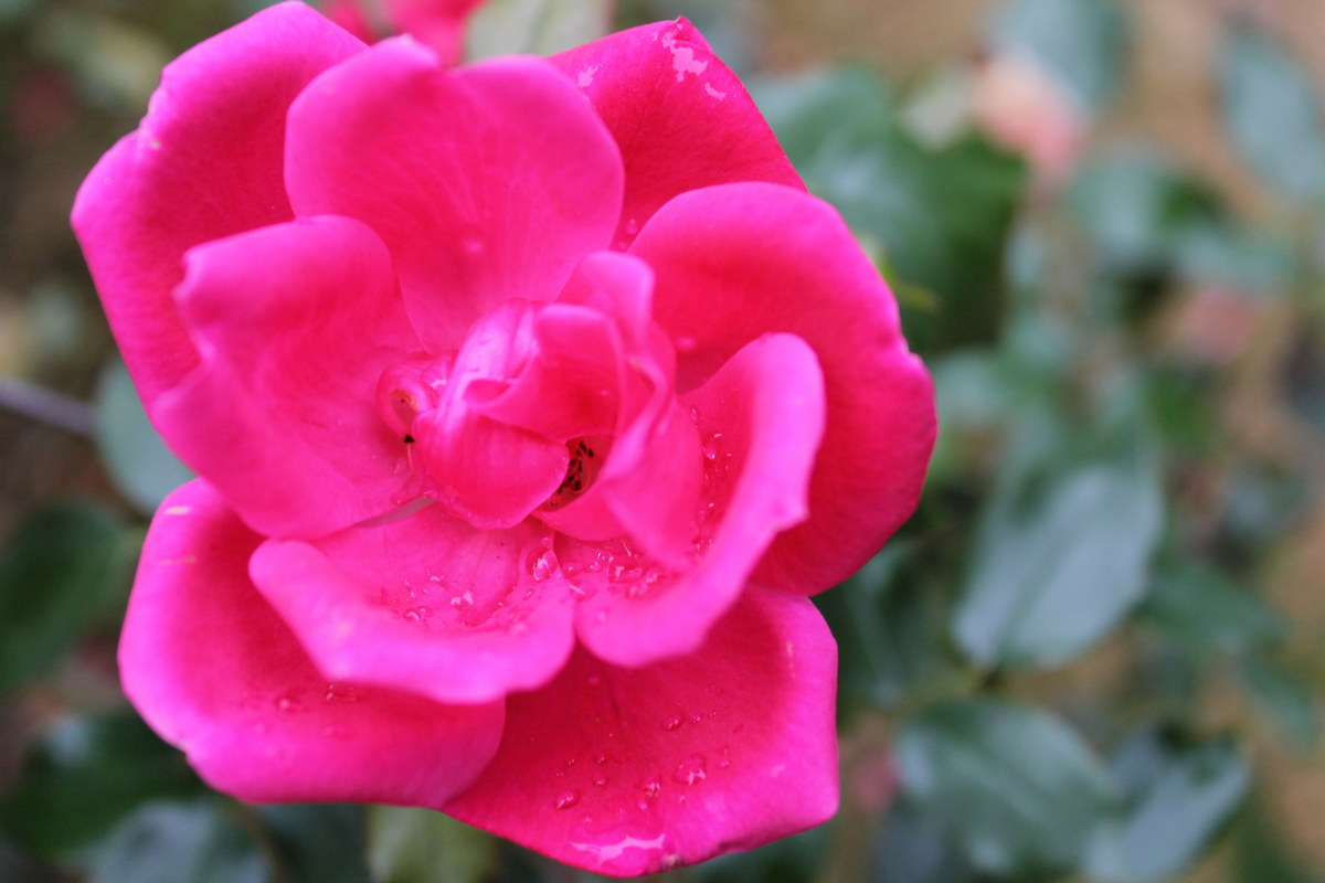 €98.9 million worth of various flower bulbs exported from EU in 2024