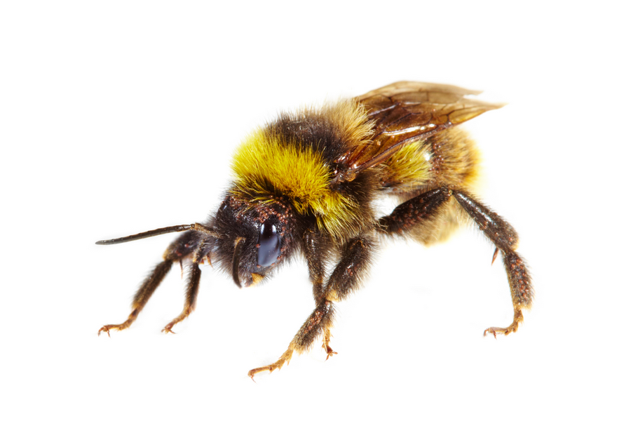 India: Stingless bees found to be fit for polyhouse growing