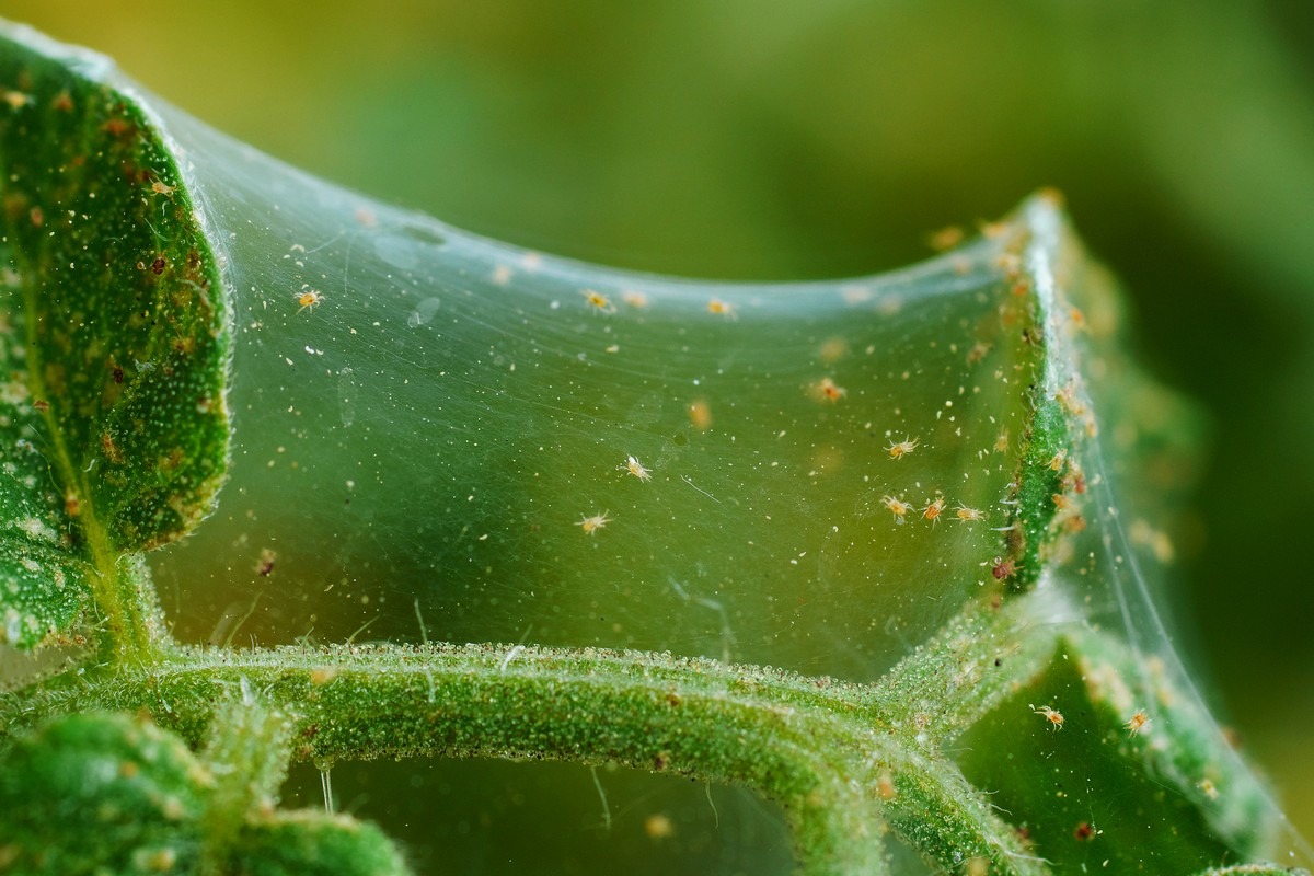 On the lookout for tomato russet mites