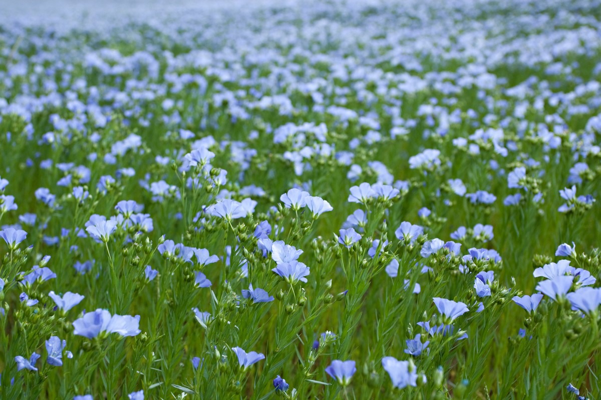 Looking at the vegetative propagation of perennial cut flower flax