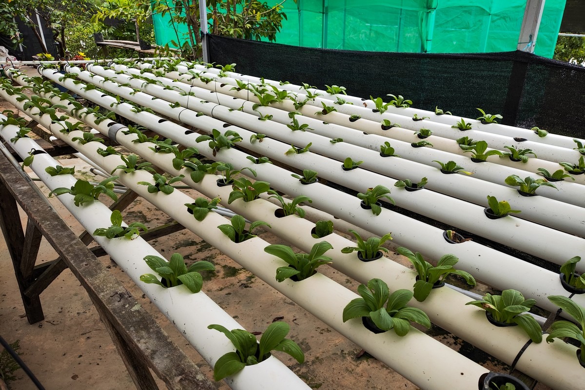 Philippines: Kalinga State University gets hydroponic grow structure from IPath