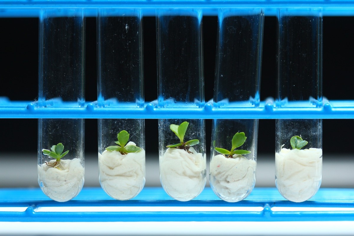 Activating plant defense genes through natural extracts