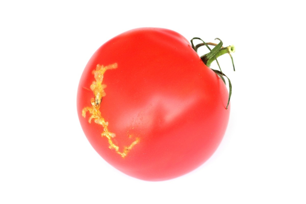 Using silica to fight the tomato pinworm