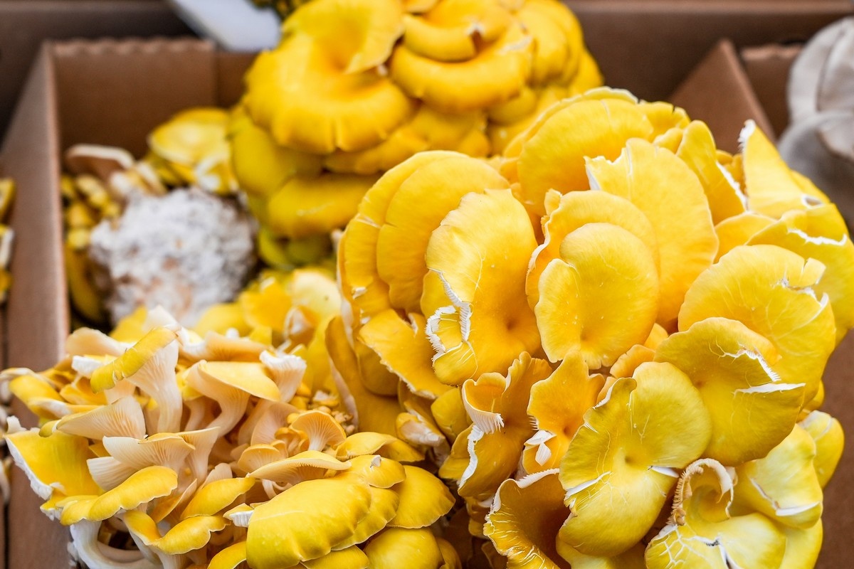 Indian grower builds 400-grower strong network through mushrooms