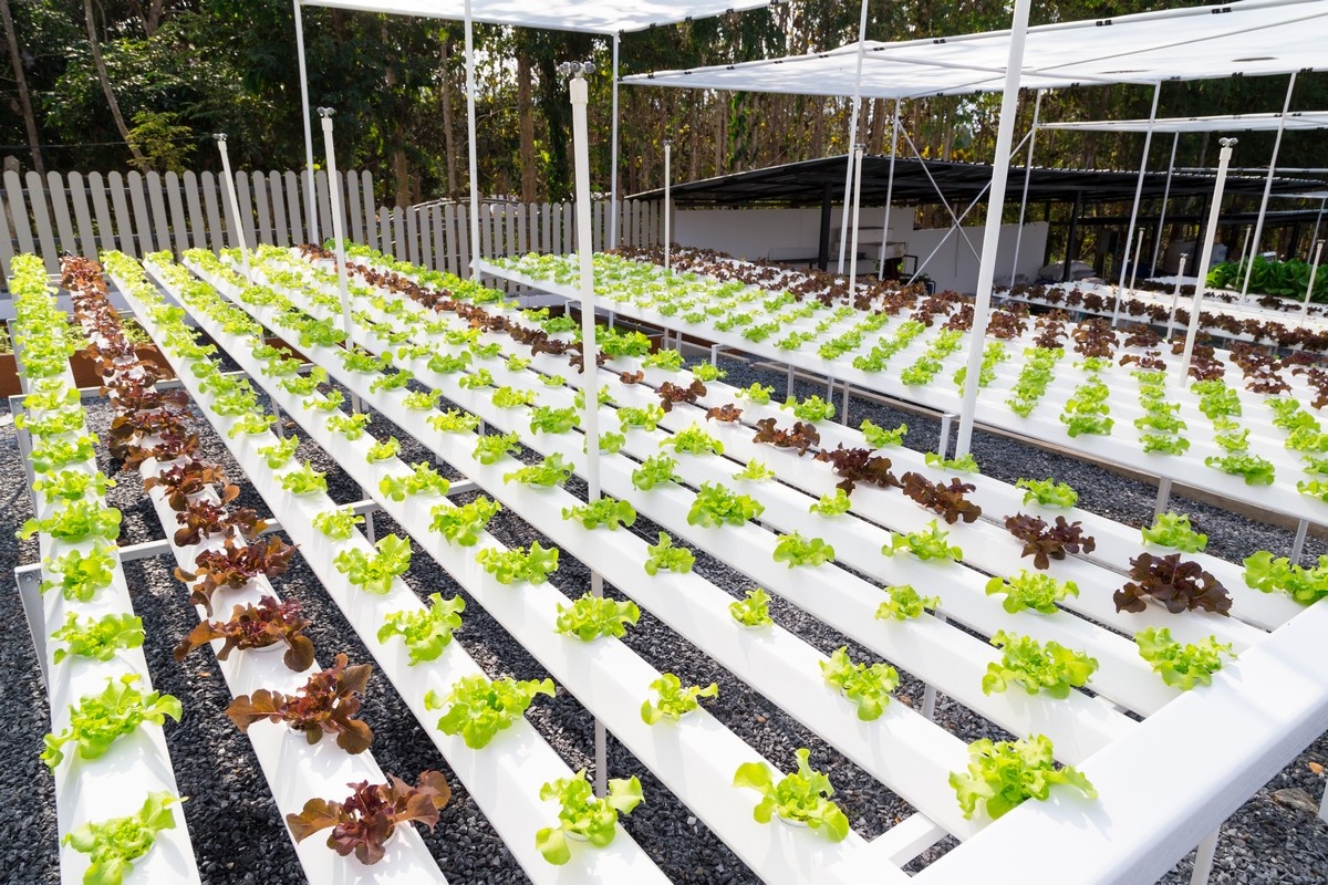 US (GA): Cox Farms donates 1M pounds of fresh food to families in need