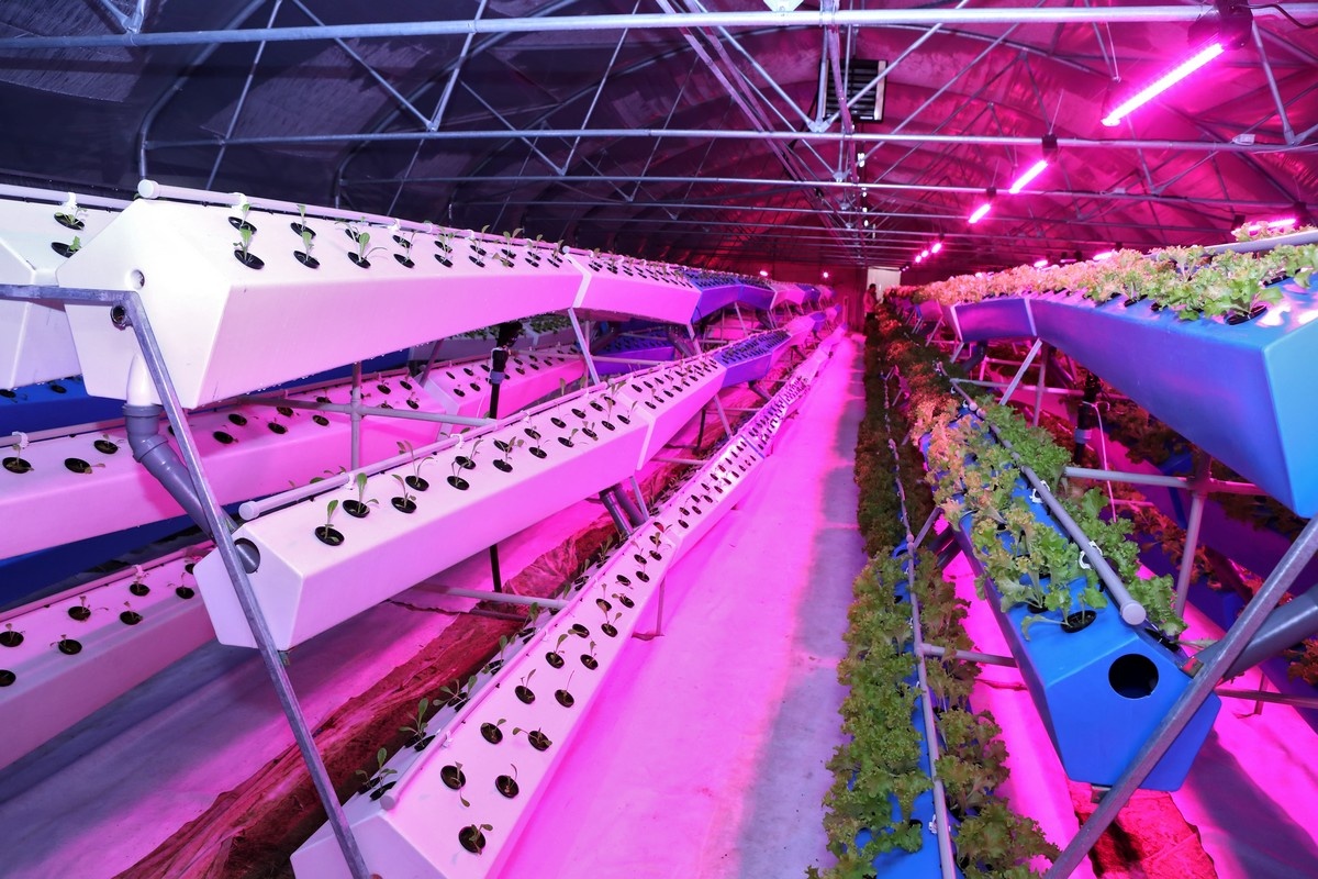 India: Cultivating seed potatoes with the roots in the air