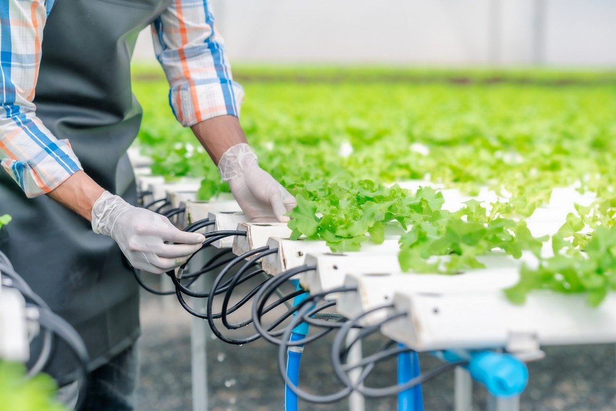 Assessing and comparing various standard vertical farming systems