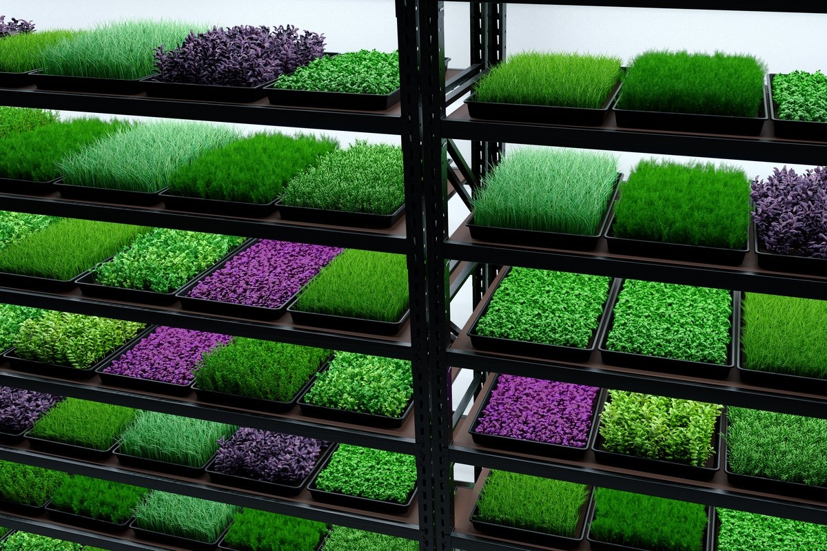 China: Plant Factory speed breeding shortens rice generation time ...