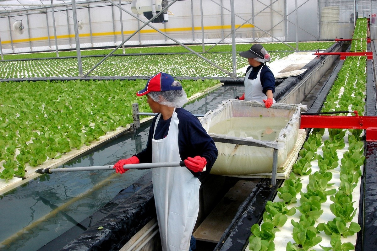 Borneo: Rotary Club and partners launch hydroponics project at SMK Kemabong