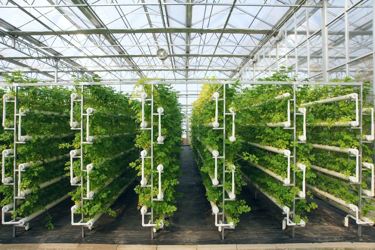 US (FL): Exploring the hydroponic program at EPCOT Theme Park