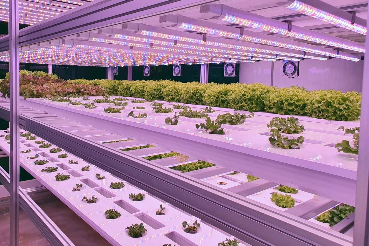 Zimbabwe: Transitioning from work on an oil rig to vertical farming