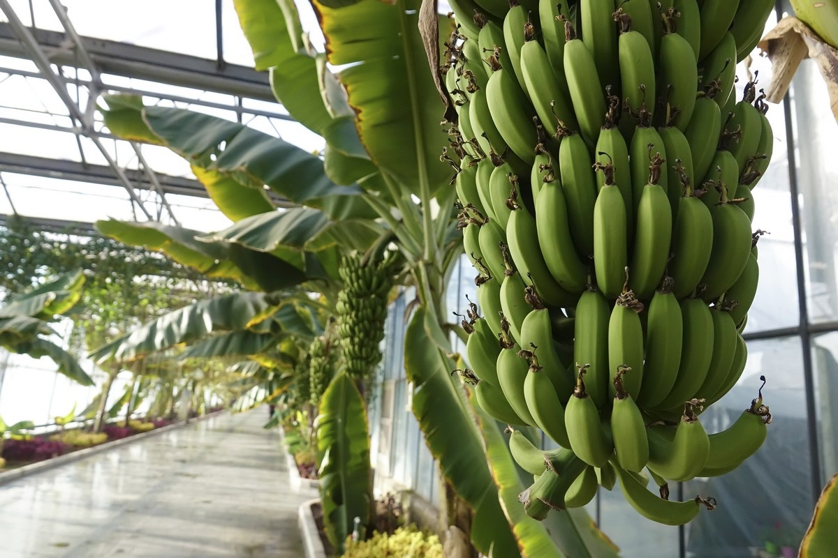 Guam: Effort to grow bananas in snow bears fruit