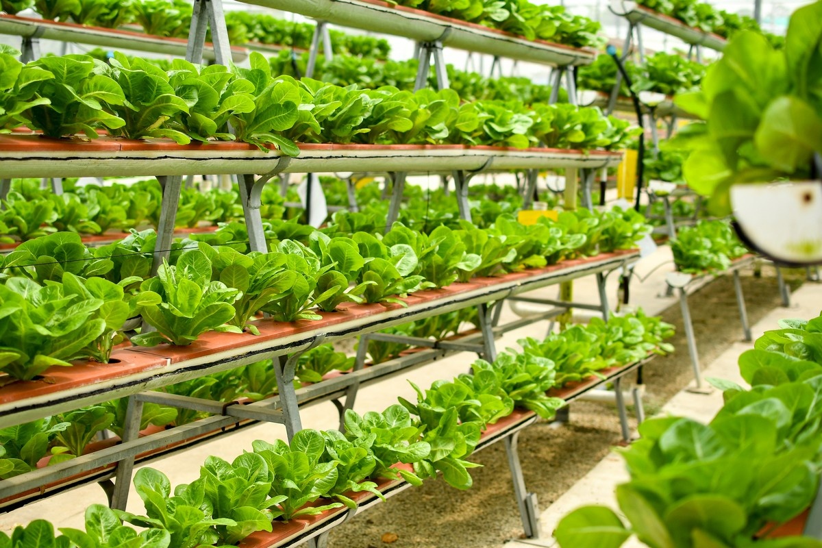 Singapore: New system delivers biofertilizer, boosts growth in vertical ...