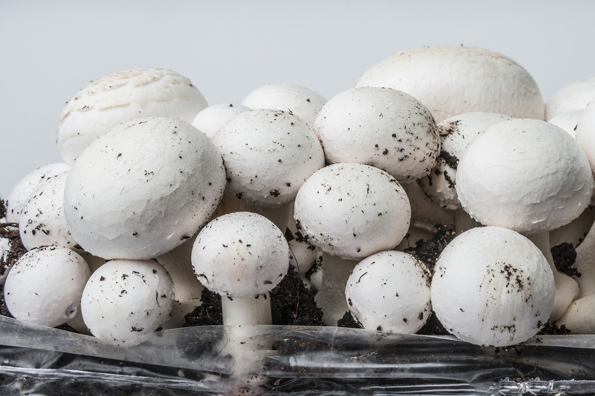 Taiwan rolls out LED pest control for mushroom production