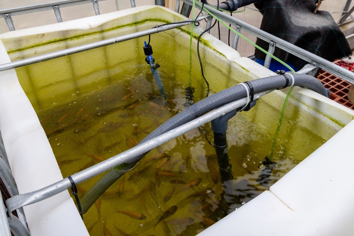 Togolese innovator awarded for aquaponics project